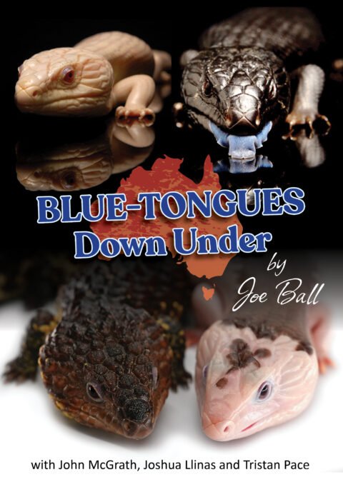 Joe Ball Blue Tongues | Home of the Designer Blue Tongue Skink